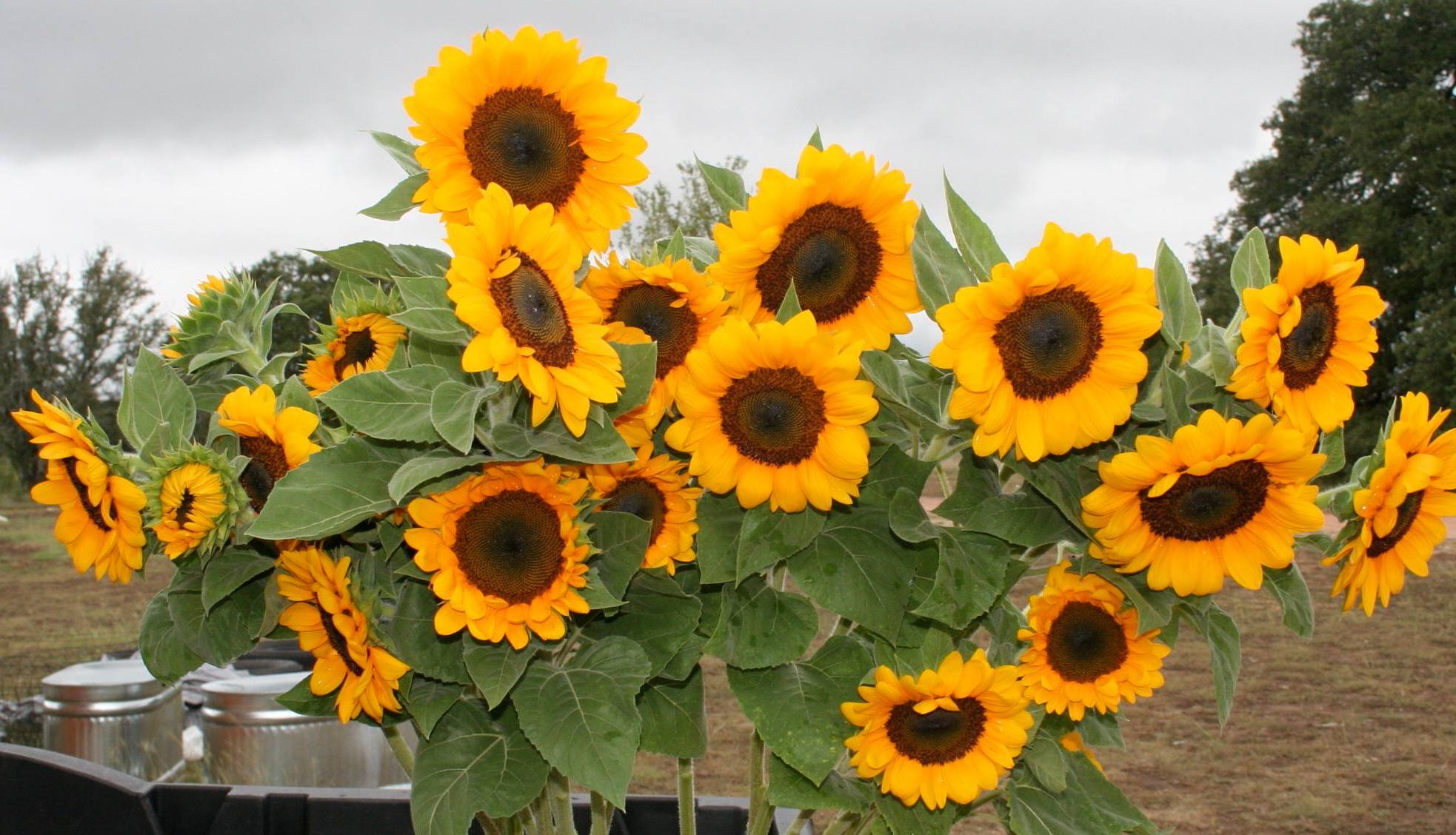 Home - American Grown Flowers and Foliage